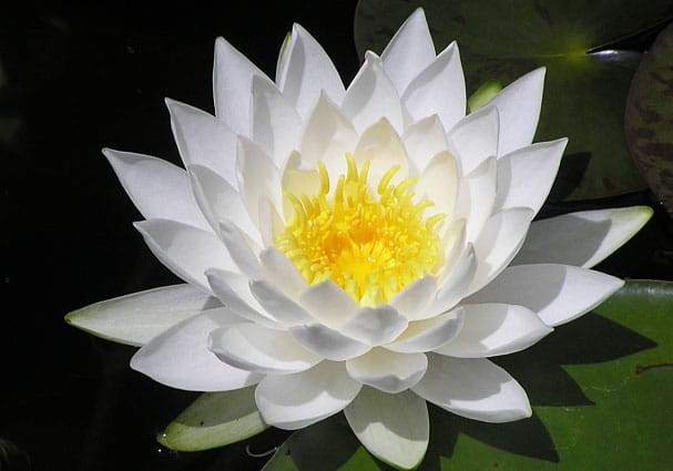 Nabídka Leknínů :: leknínyzkrálovství